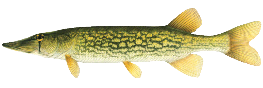Elusive Chain Pickerel A Freshwater Predator – Best Rod and Reel Combos